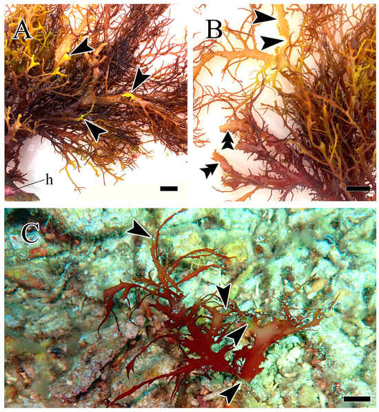 White Rot Disease Occurs on Wild Individuals of the Economically ...