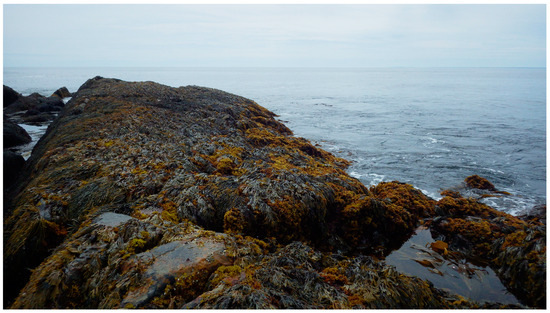 Extremely Rare Finding of a Chiton (Mollusca, Polyplacophora) in a ...