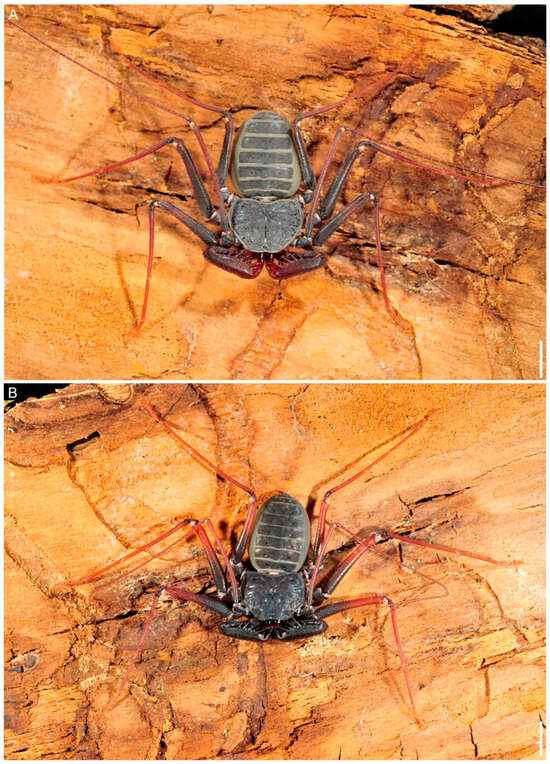Integrative Systematics Reveals Cryptic Diversity in Paraphrynus Whip ...