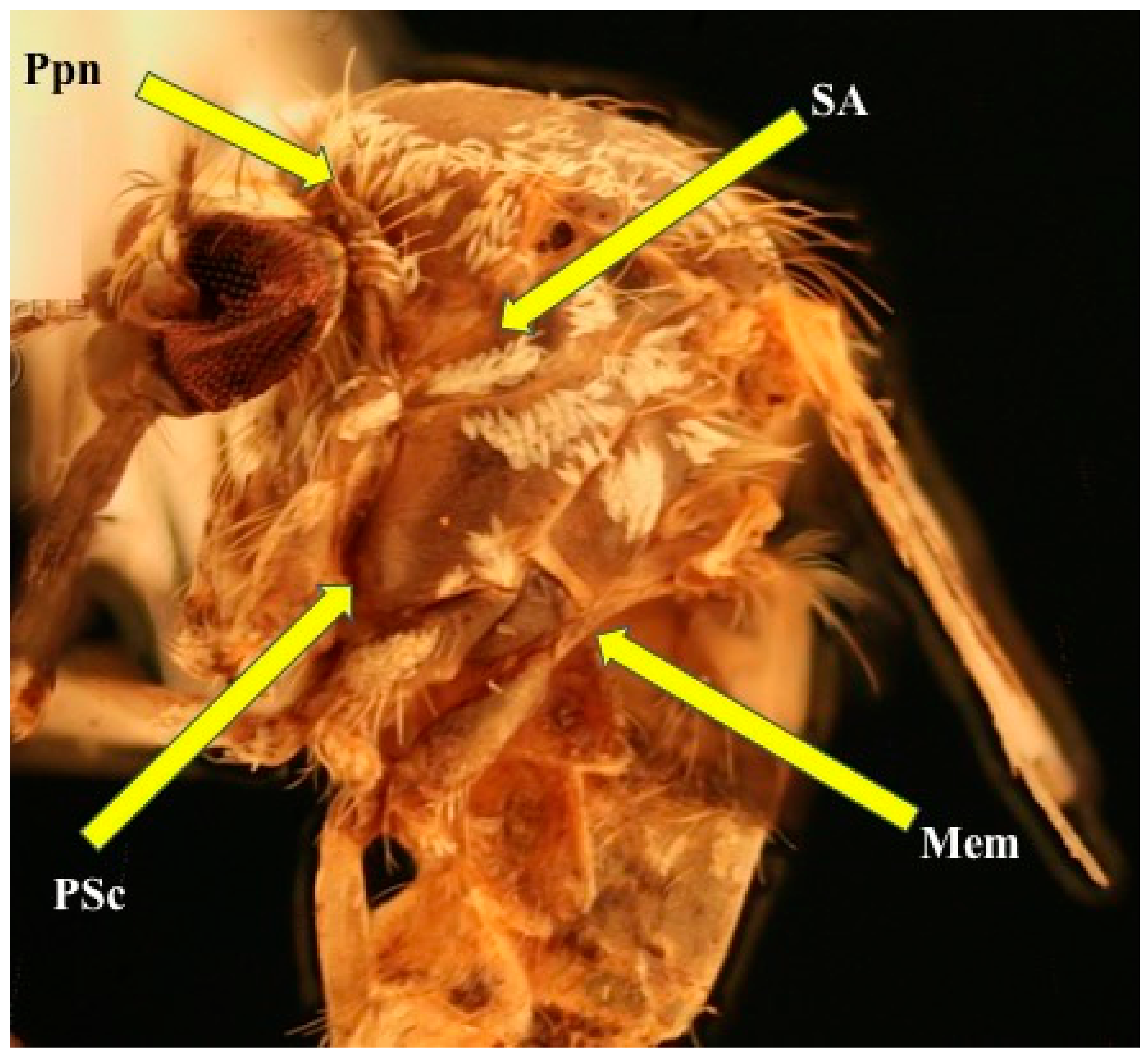 The Mosquitoes (Diptera: Culicidae) of Sonora: Distribution, Ecology ...