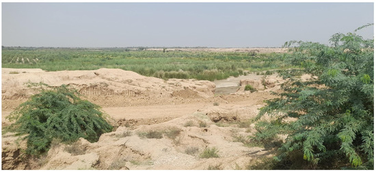 Bio-Cultural Diversity for Food Security: Traditional Wild Food Plants ...