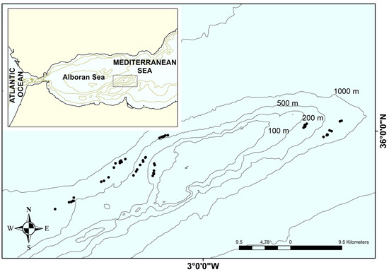 Spatial Distribution and Temporal Variation of Megafauna in ...