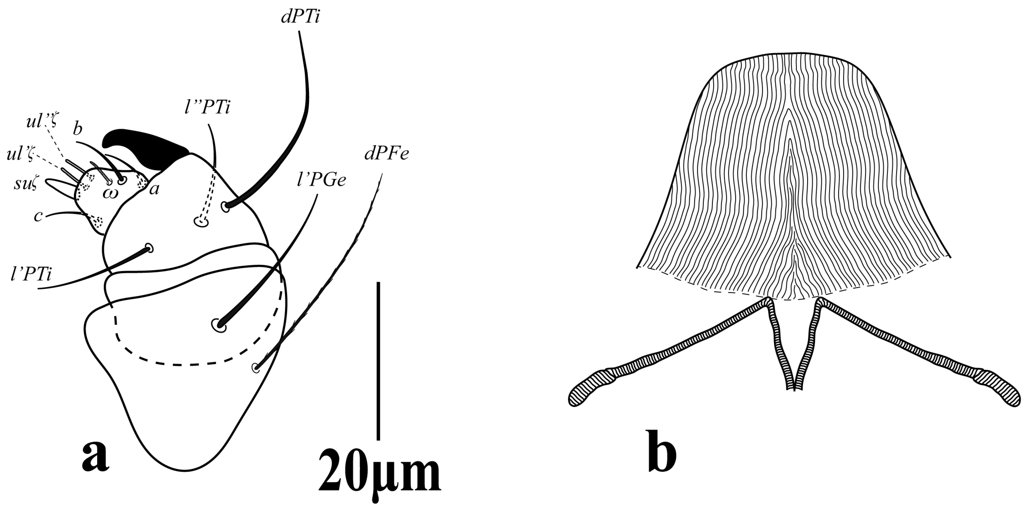 Morphotaxonomic Assessment of the pratensis Species Complex with ...
