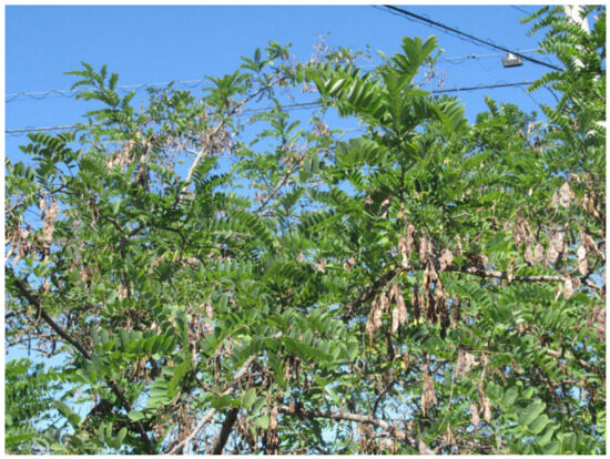 Invasive Characteristics of Robinia pseudoacacia and Its Impacts on Species Diversity