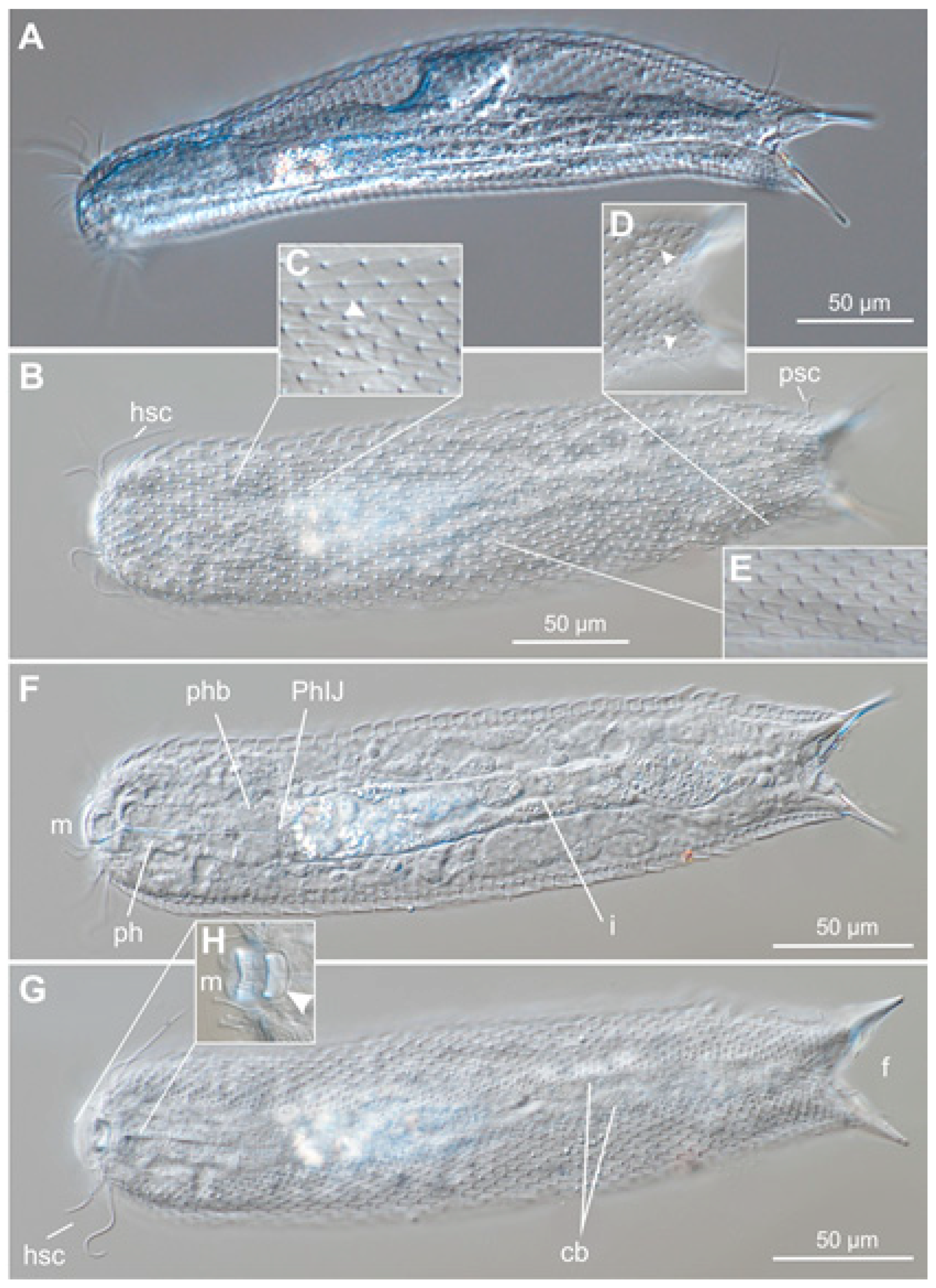 First Investigation of the Marine Gastrotrich Fauna from the Waters of ...