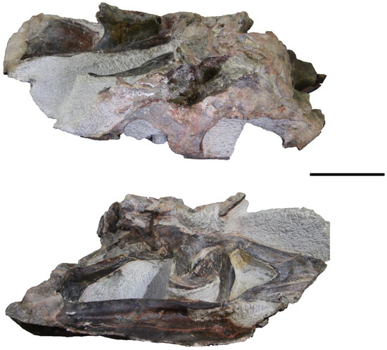 Allosaurus europaeus (Theropoda: Allosauroidea) Revisited and Taxonomy ...