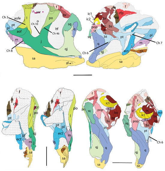 Allosaurus europaeus (Theropoda: Allosauroidea) Revisited and Taxonomy ...