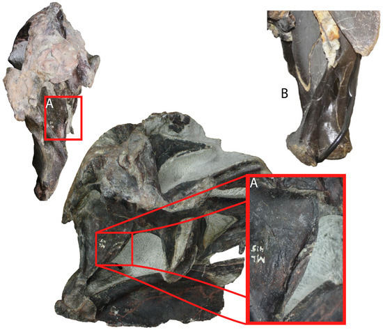 Allosaurus europaeus (Theropoda: Allosauroidea) Revisited and Taxonomy ...