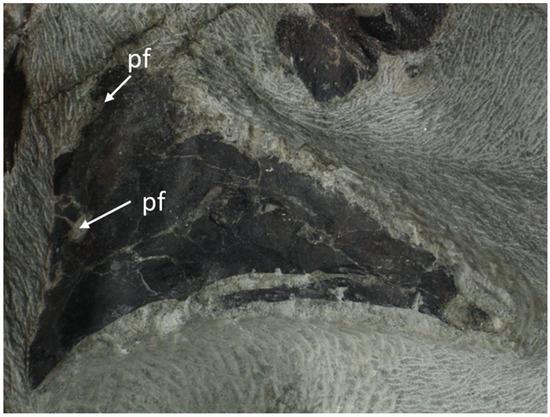 Allosaurus europaeus (Theropoda: Allosauroidea) Revisited and Taxonomy ...