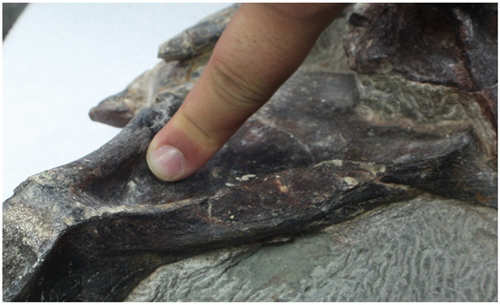 Allosaurus europaeus (Theropoda: Allosauroidea) Revisited and Taxonomy ...