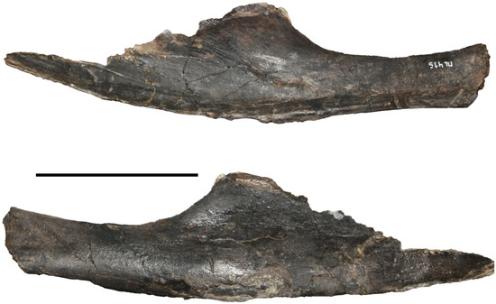 Allosaurus europaeus (Theropoda: Allosauroidea) Revisited and Taxonomy ...