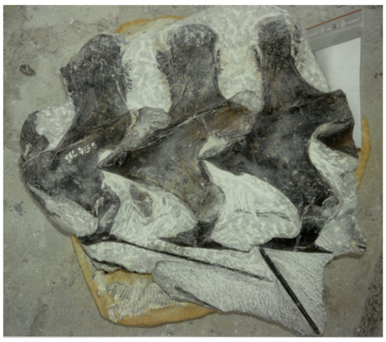 Allosaurus europaeus (Theropoda: Allosauroidea) Revisited and Taxonomy ...