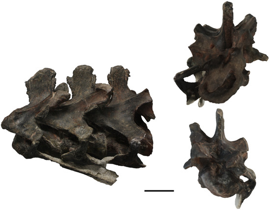 Allosaurus europaeus (Theropoda: Allosauroidea) Revisited and Taxonomy ...