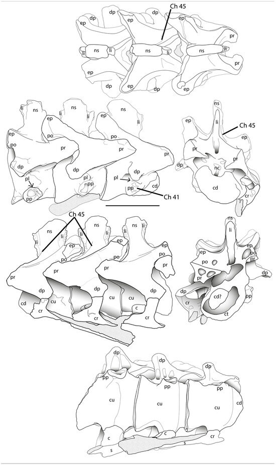 Allosaurus europaeus (Theropoda: Allosauroidea) Revisited and Taxonomy ...
