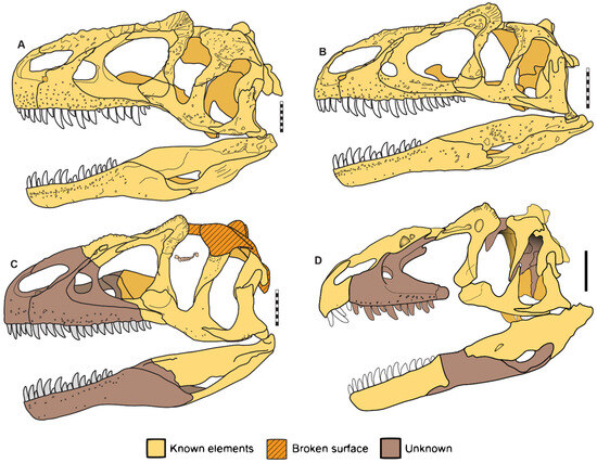 Allosaurus europaeus (Theropoda: Allosauroidea) Revisited and Taxonomy ...