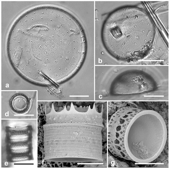 Benthic Marine Diatom Flora (Bacillariophyta) of Yap, Micronesia ...