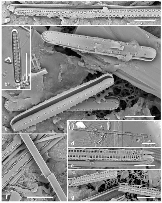 Benthic Marine Diatom Flora (Bacillariophyta) of Yap, Micronesia ...