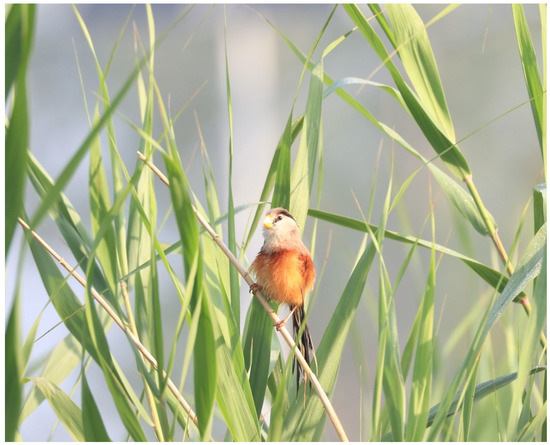 Protection of Passeriformes Birds in Wetland Ecological Restoration: A ...