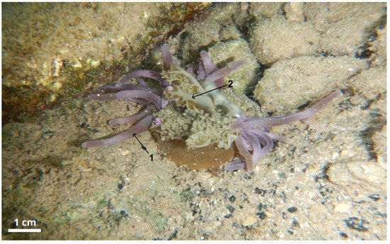 From Sand to Bell: Novel Predation of Scyphozoans by the Giant ...