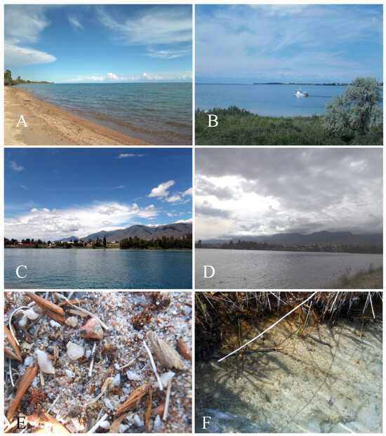 The Pond Snails of the Genus Radix (Gastropoda, Lymnaeidae) in Issyk ...