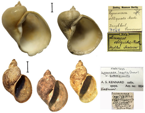 The Pond Snails of the Genus Radix (Gastropoda, Lymnaeidae) in Issyk ...
