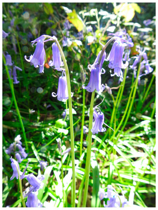 How Ancient Trees and Botanical Indicators Evidence Both Change and ...