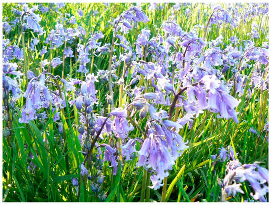 How Ancient Trees and Botanical Indicators Evidence Both Change and ...