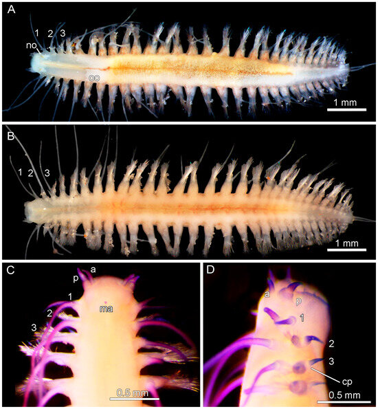 Four New Species of Hesionidae (Annelida, Polychaeta, Phyllodocida ...