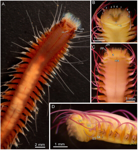 Four New Species of Hesionidae (Annelida, Polychaeta, Phyllodocida ...