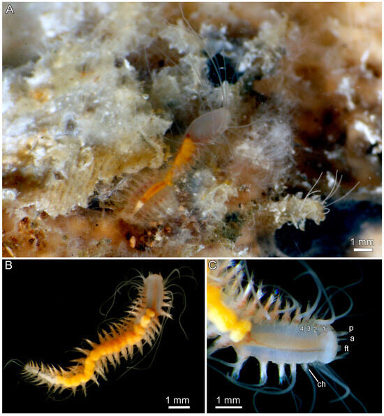 Four New Species of Hesionidae (Annelida, Polychaeta, Phyllodocida ...