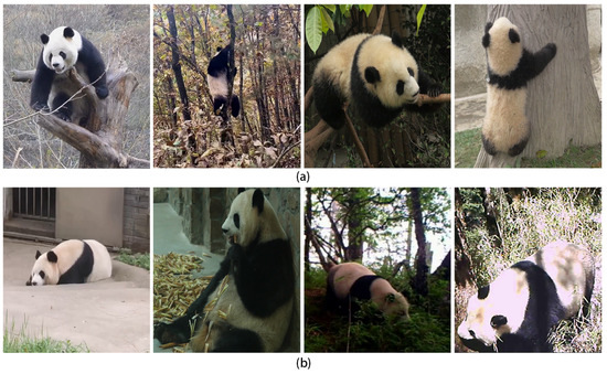 Swin-Panda: Behavior Recognition for Giant Pandas Based on Local Fine ...