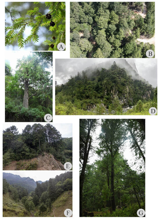 Forest and Population Characteristics of Vulnerable Relict Tsuga ...