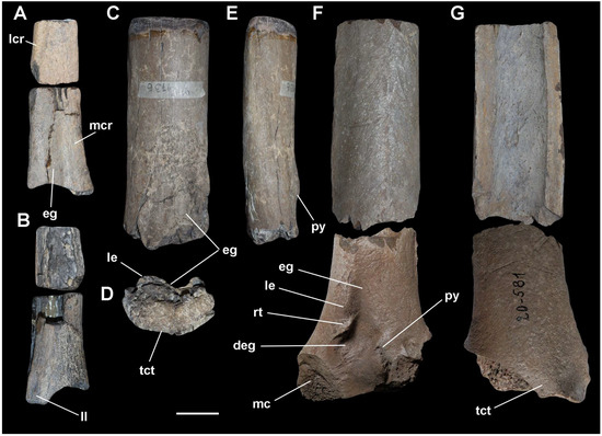 Paleohistological Analysis of “Terror Birds” (Phorusrhacidae ...