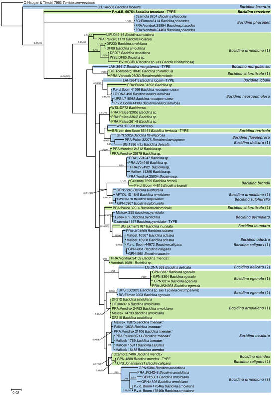 New Species of Bacidia s.l. from the Azores and the Resurrection of ...
