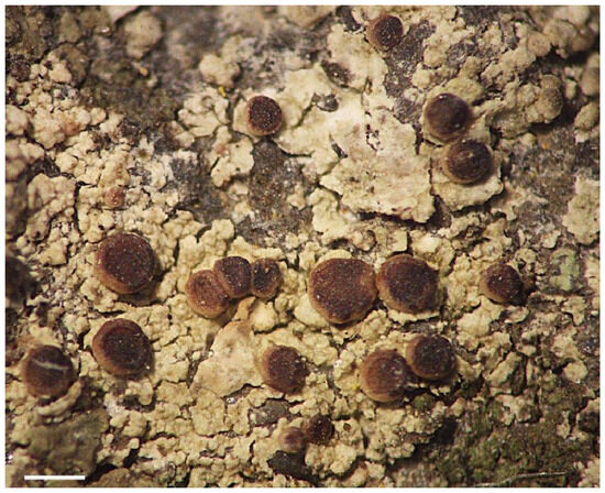 New Species of Bacidia s.l. from the Azores and the Resurrection of ...