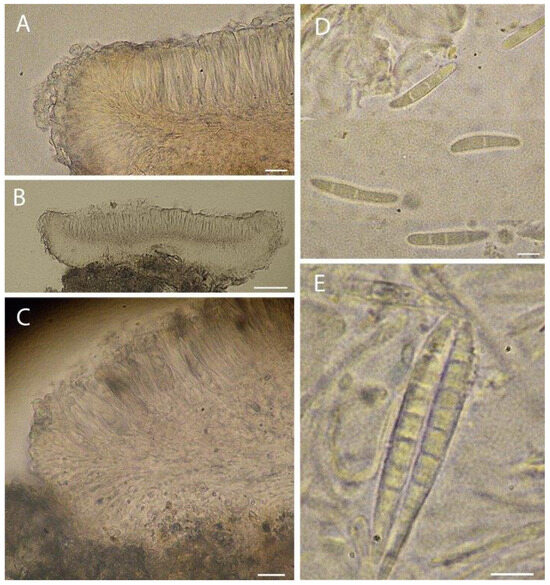 New Species of Bacidia s.l. from the Azores and the Resurrection of ...