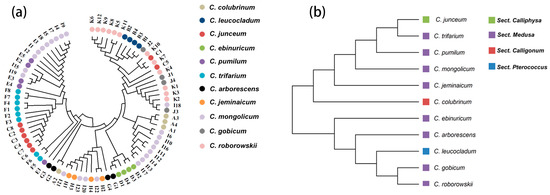 Genetic Diversity of Calligonum L. Species Analyzed Using Newly ...