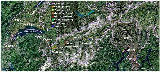 Diversity, Ecology, and Distribution of Opuntioideae (Prickly Pears and ...