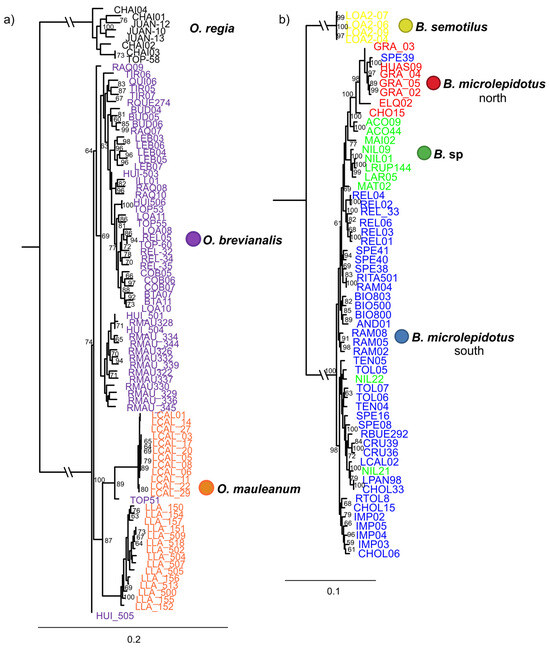 Genomic Diversity and Species Boundaries of the Chilean Silversides ...