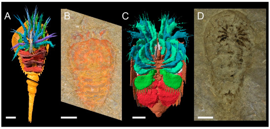 A Hypothesis on Suspension Feeding in Early Chelicerates (Offacolidae)