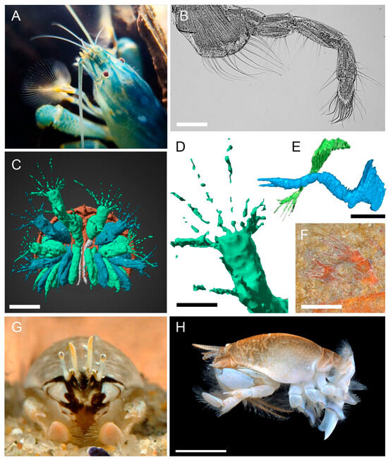A Hypothesis on Suspension Feeding in Early Chelicerates (Offacolidae)
