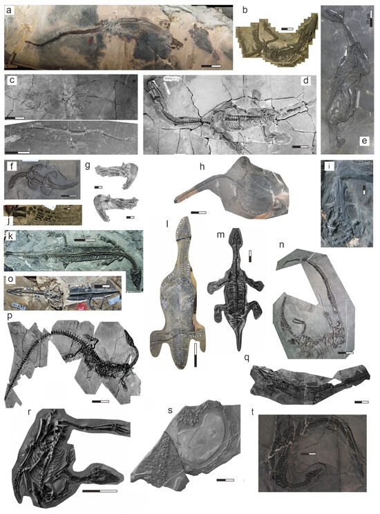 Vertebrate Diversity of the Middle Triassic Xingyi Fauna