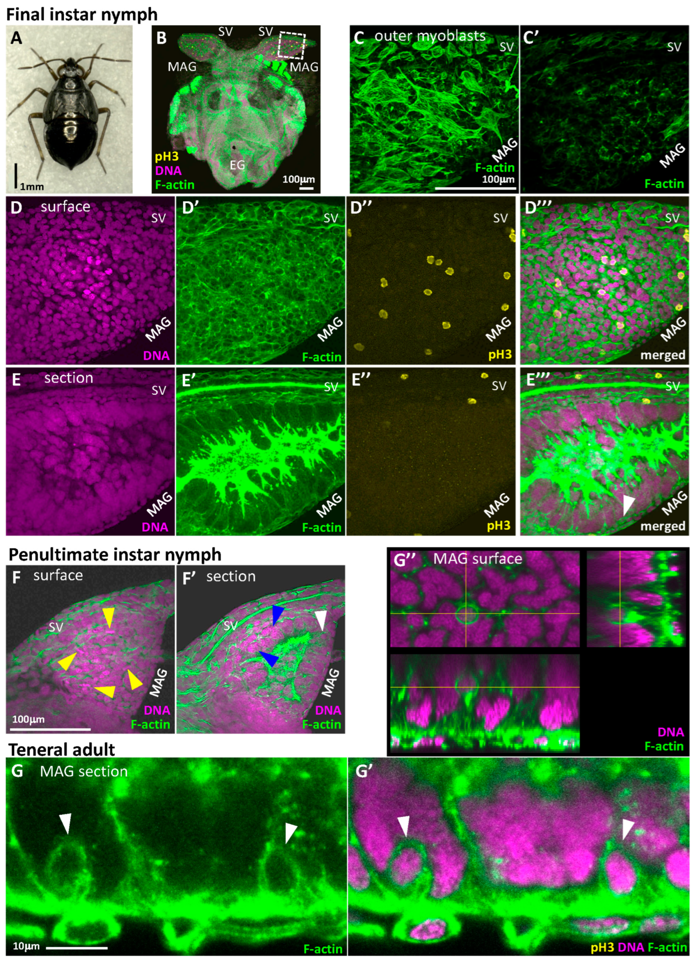 Unusual Occurrence of Syncytial Epithelia in the Male Accessory Glands ...