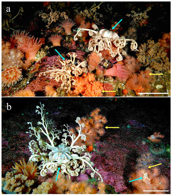 Retractile Polyps of Soft Coral Gersemia rubiformis (Octocorallia ...
