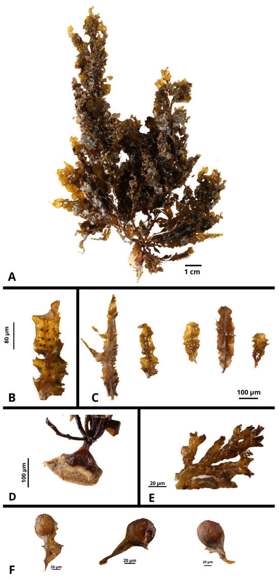 Integrative Approach to Species Delimitation in Sargassum (Fucales ...