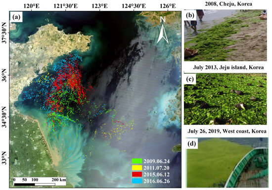 The Yellow Sea Green Tides: Spatiotemporal Dynamics of Long-Distance ...
