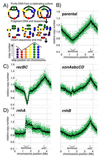 DNA | An Open Access Journal from MDPI