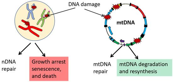 DNA | An Open Access Journal from MDPI