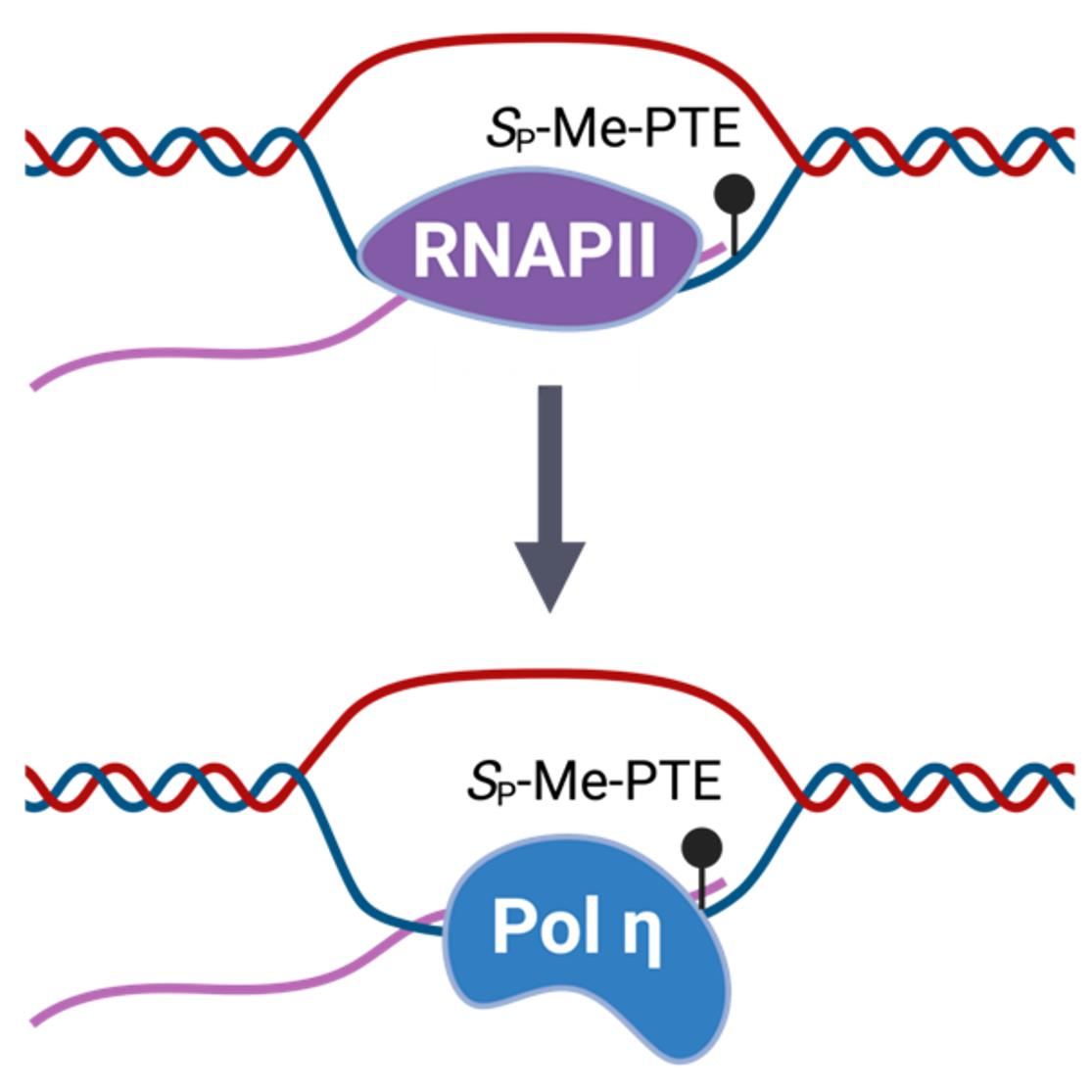 DNA | Free Full-Text | Size- and Stereochemistry-Dependent ...