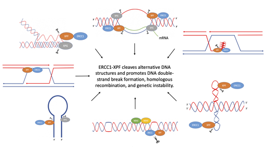 DNA | Free Full-Text | Multi-Faceted Roles of ERCC1-XPF Nuclease in ...